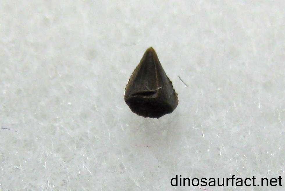 Technosaurus dinosaur